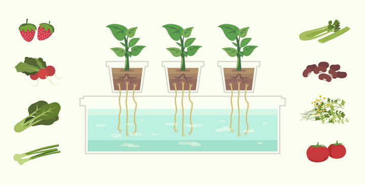 Your Introduction to Hydroponics – hydroMazing Smart Garden System